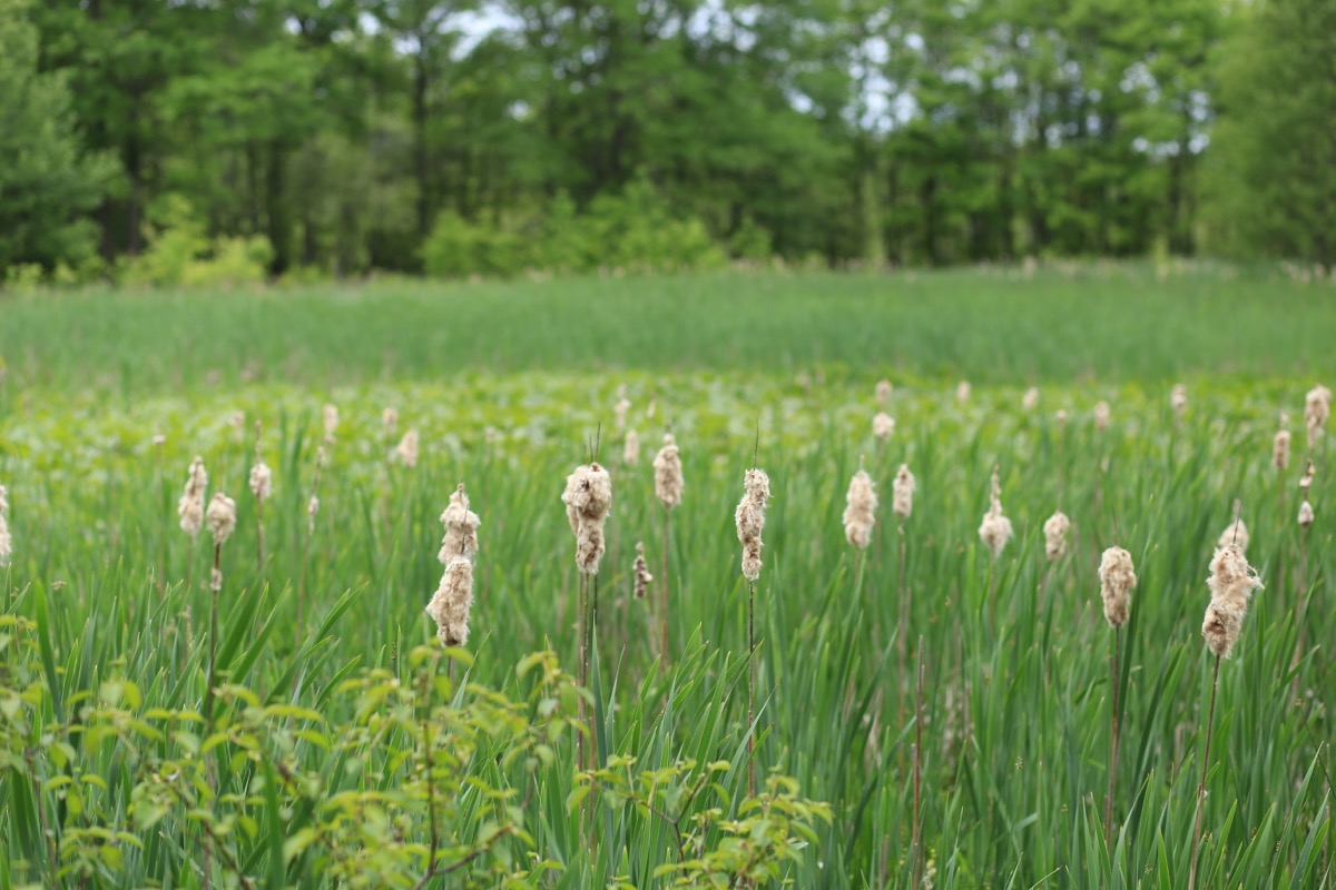 Great Swamp National Wildlife Refuge (with kids) | A Tiny Trip