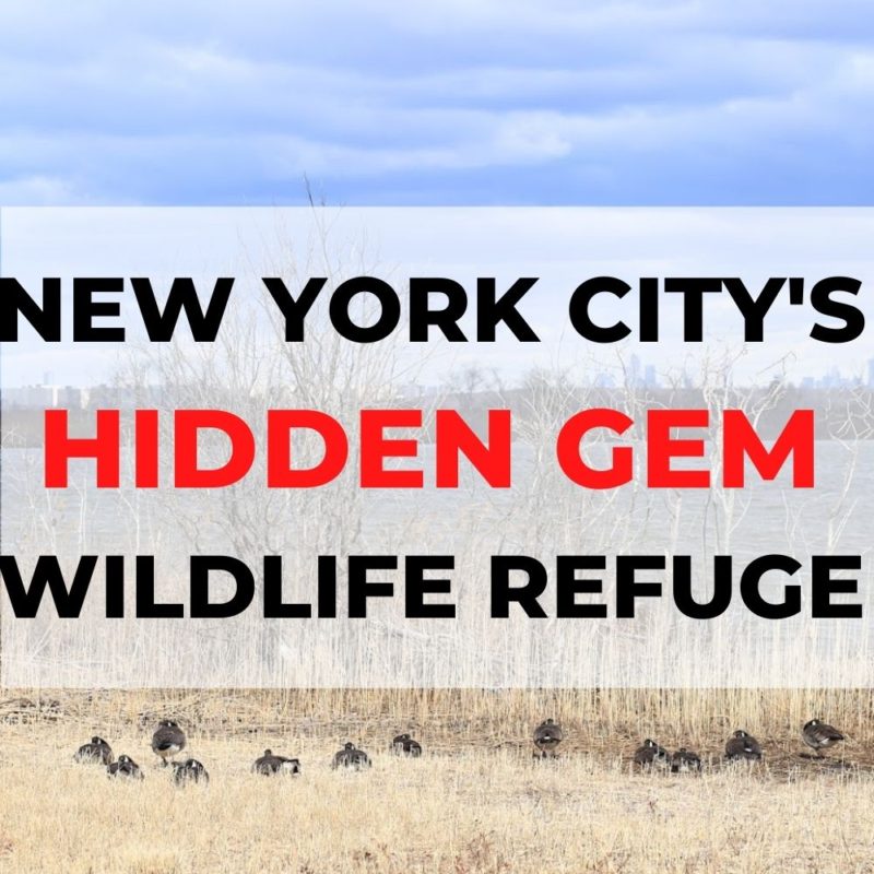 Great Swamp National Wildlife Refuge (with kids) | A Tiny Trip